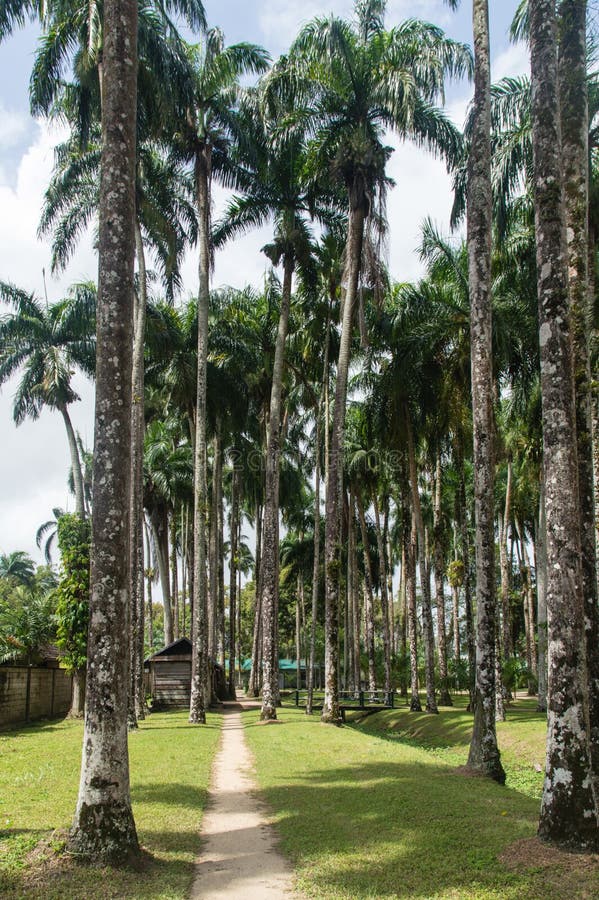 Palmentuin photo stock. Image du histoire, paramaribo - 43435854