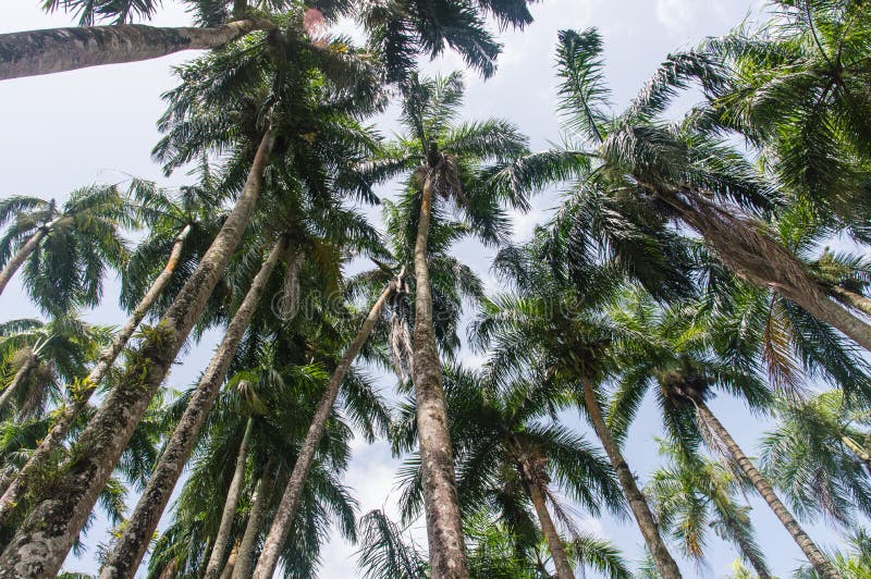 Palmentuin stock photo. Image of suriname, formal, tropical - 43435866