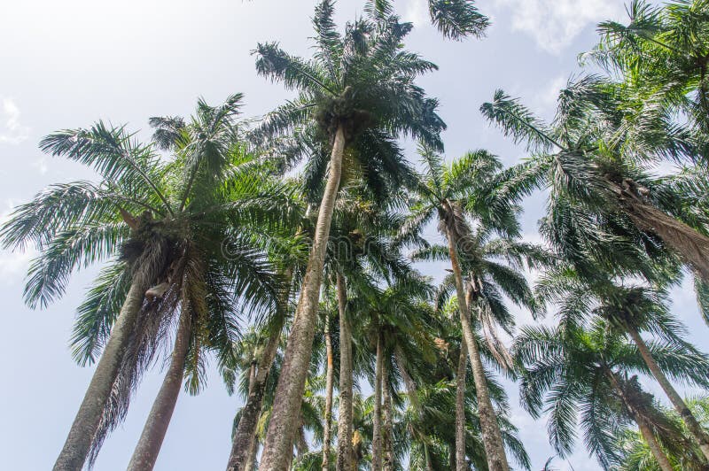 Palmentuin stock photo. Image of formal, history, entrance - 43436194