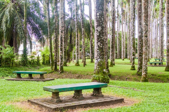 Palmentuin Park in Paramaribo Stock Photo - Image of suriname ...