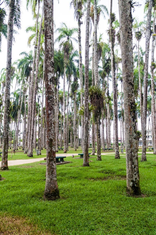Palmentuin Park in Paramaribo Stock Photo - Image of suriname ...