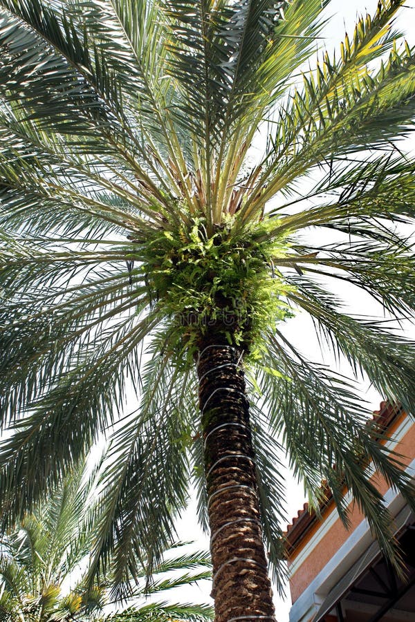 Palmera foto de archivo. Imagen de vacaciones, turismo - 11550500