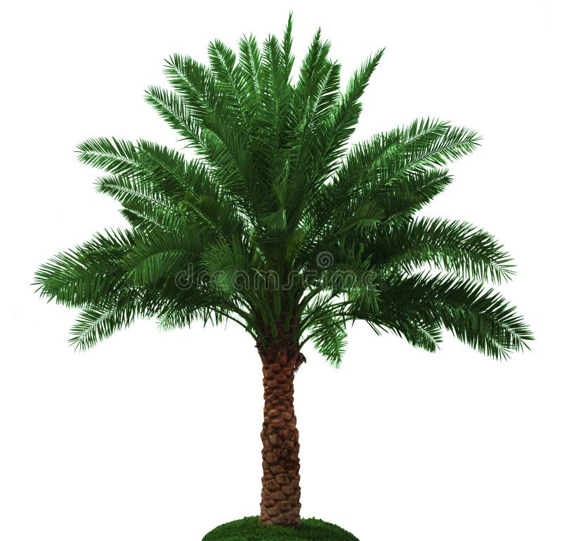 Palmera imagen de archivo. Imagen de relaje, resto, aislado - 22653427