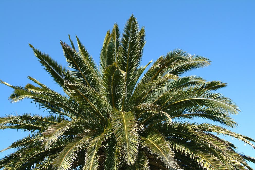 Palmera foto de archivo. Imagen de grande, verde, arte - 342986
