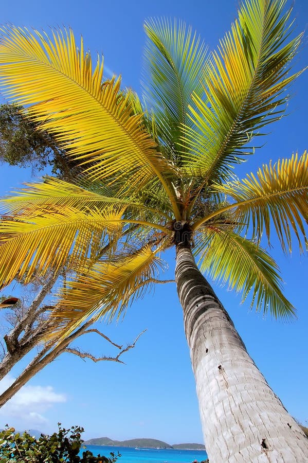 Palmera imagen de archivo. Imagen de hoja, verde, extracto - 537645