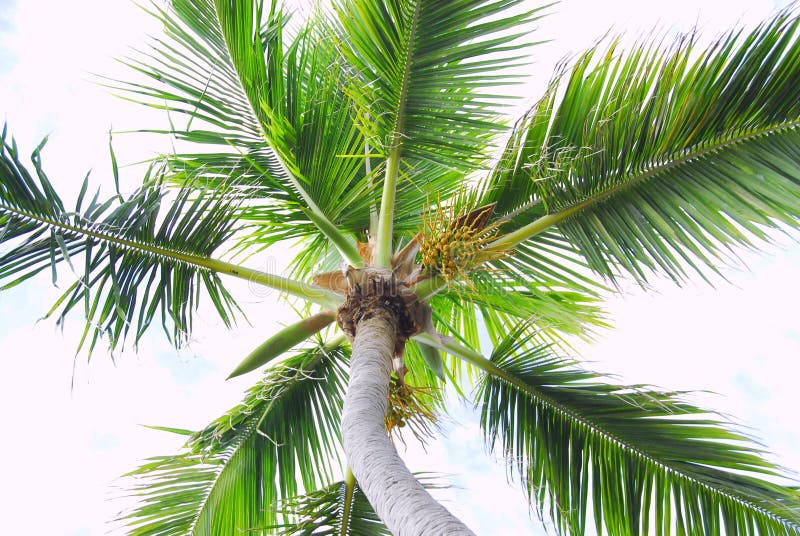 Palmera (coco) foto de archivo. Imagen de exterior, colorido - 6429426