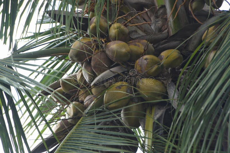 Palmera De Coco Indio Con Tantos Cocos Imagen de archivo - Imagen de ...