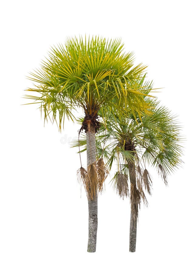 Palmera De La Palma De Cera (Copernicia Alba). Foto de archivo - Imagen ...