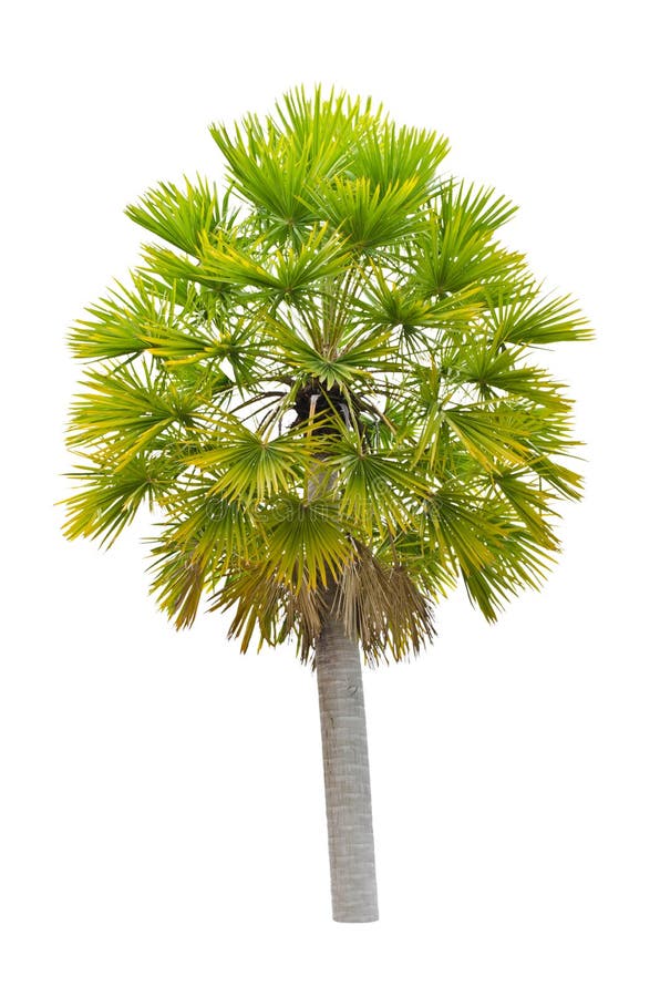 Palmera De La Palma De Cera (Copernicia Alba). Imagen de archivo ...