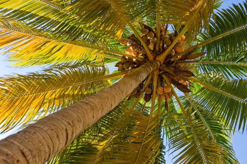Top De La Palmera Del Coco, Miami Beach Foto de archivo - Imagen de ...