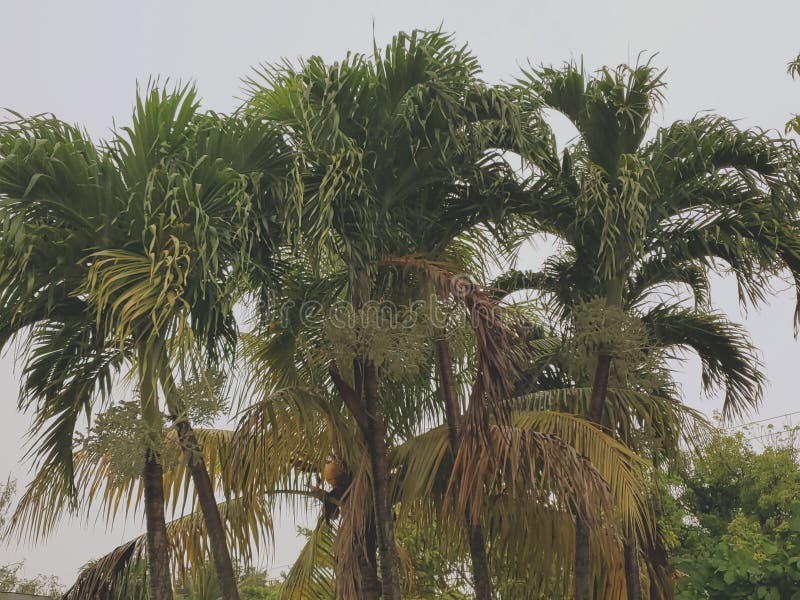 Palmera Del Tiempo De Miami Imagen de archivo - Imagen de palma, miami ...