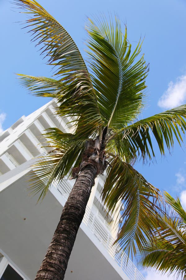Palmera En La Ciudad De Miami Foto de archivo - Imagen de hojas ...