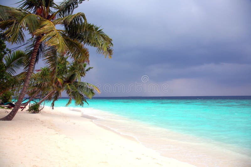 Palmera En Una Costa Oceánica Imagen de archivo - Imagen de cubo, resto ...