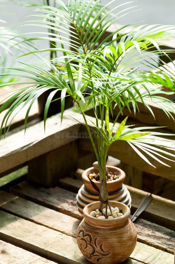 Palmera Potted miniatura imagen de archivo. Imagen de hoja - 14918925