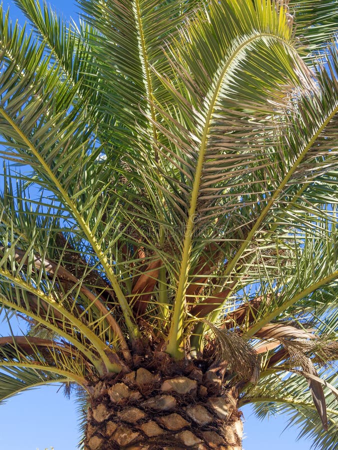 Palmera and seeds stock image. Image of seed, tree, tropical - 47775241
