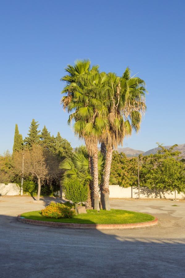 Palmera and seeds stock image. Image of detail, fruit - 58471749