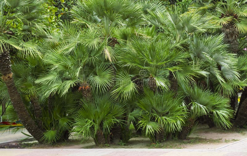 Palmera Tropical En El Parque De La Ciudad Imagen de archivo - Imagen ...