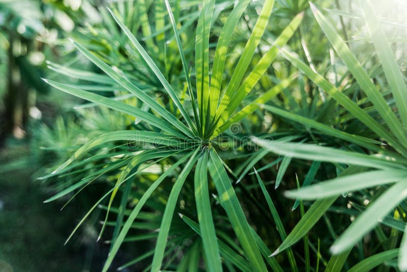 Palmera verde foto de archivo. Imagen de palmito, hierba - 58944558