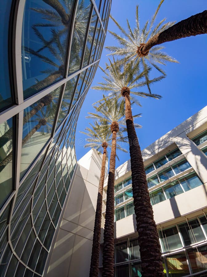 Palmera Y Edificio Moderno En El Campus De La Unlv Fotografía editorial ... Palmera Y Edificio Moderno En El Campus De La Unlv Fotografía editorial ...