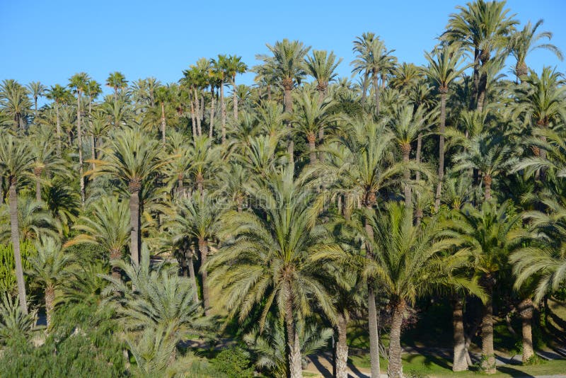 Elche Elx Alicante El Palmeral Palm Trees Park and Altamira Palace ...