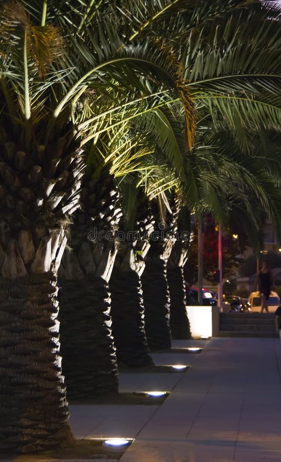 Palmeras en la noche imagen de archivo. Imagen de palmas - 6035909