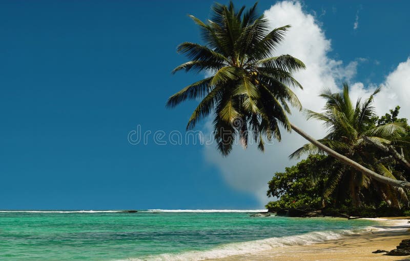 Palmeras en la playa real. foto de archivo. Imagen de belleza - 15767236