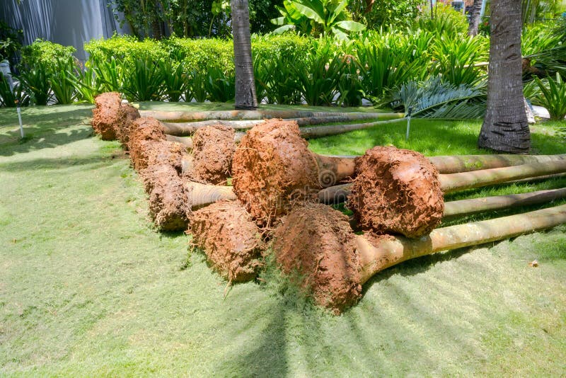 Palmeras Para Aterrizar Con Las Raíces Imagen de archivo - Imagen de ...