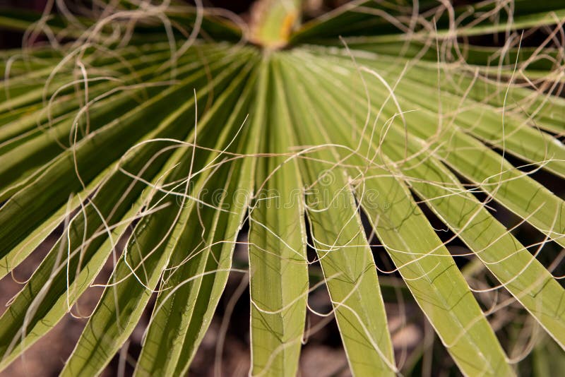 Palmette image stock. Image du nature, tropical, paume - 11480229