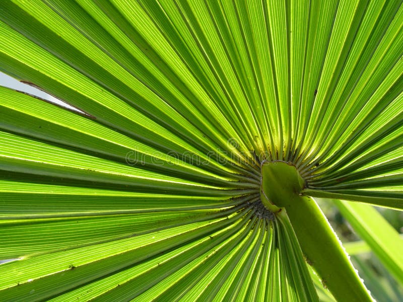 Palmette image stock. Image of arbre, texture, soleil, paume - 22871