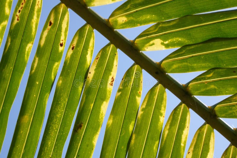 Palmette image stock. Image du paume, arbre, ciel, fermer - 4884365