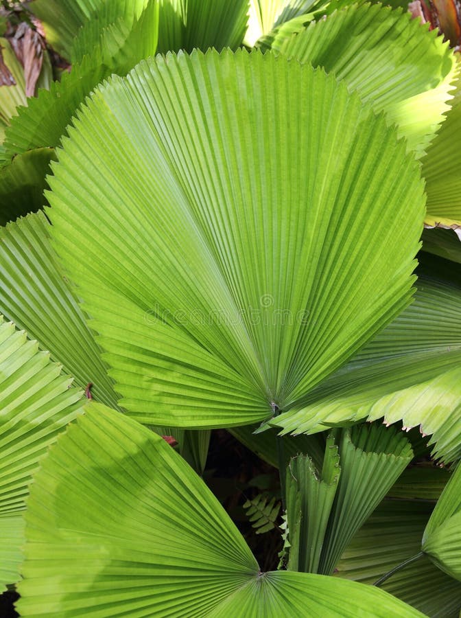 Palmette Verte Dans Un Jardin Tropical Image stock - Image du rayé ...