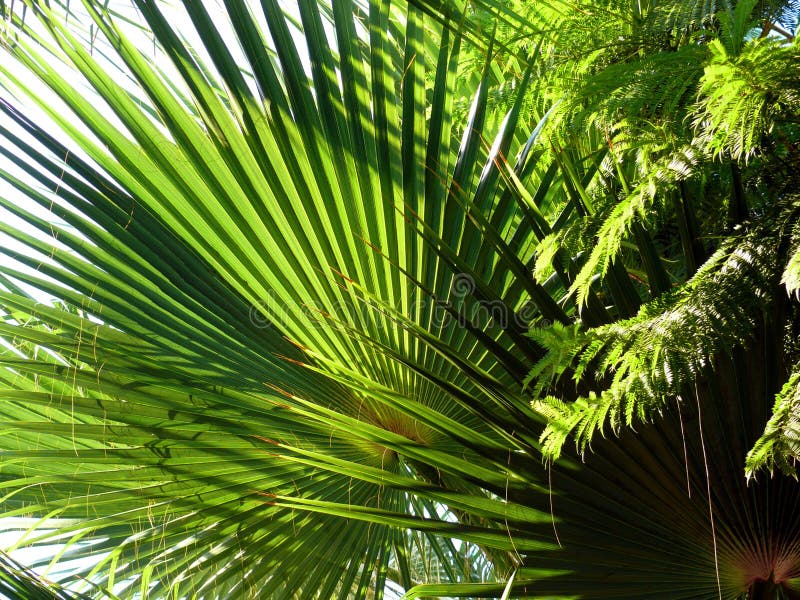 Palmettes photo stock. Image du simple, botanique, paume - 10914528