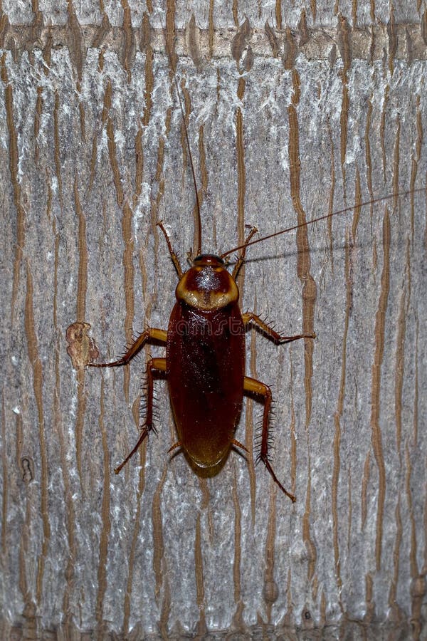 Palmetto Bug, Cochroach stock photo. Image of pest, life - 148184386