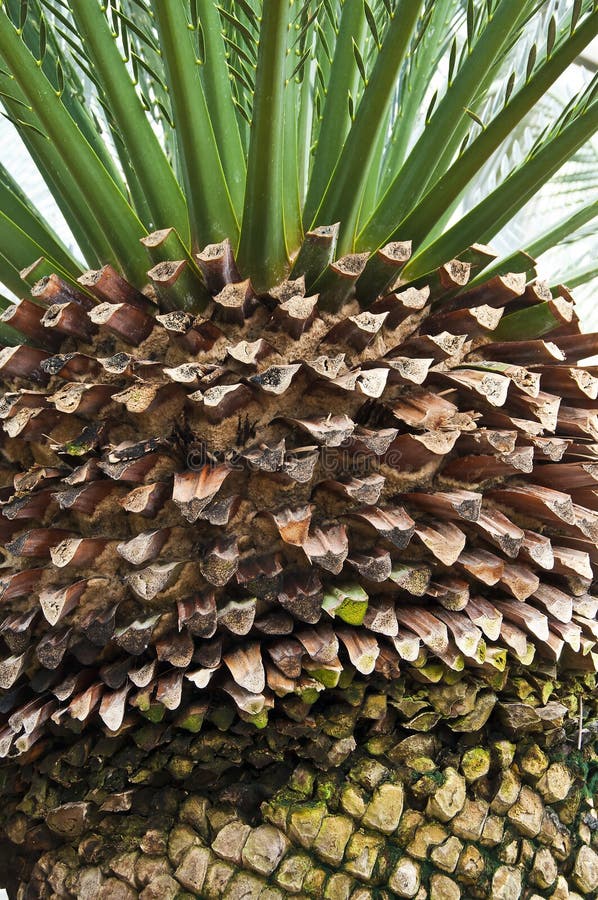 Radicelle de palmier. image stock. Image of surface, contexte - 25297455