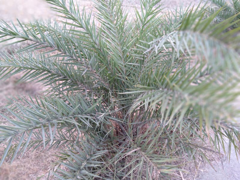 Palmier-dattier image stock. Image du datte, arbre, lames - 137498915