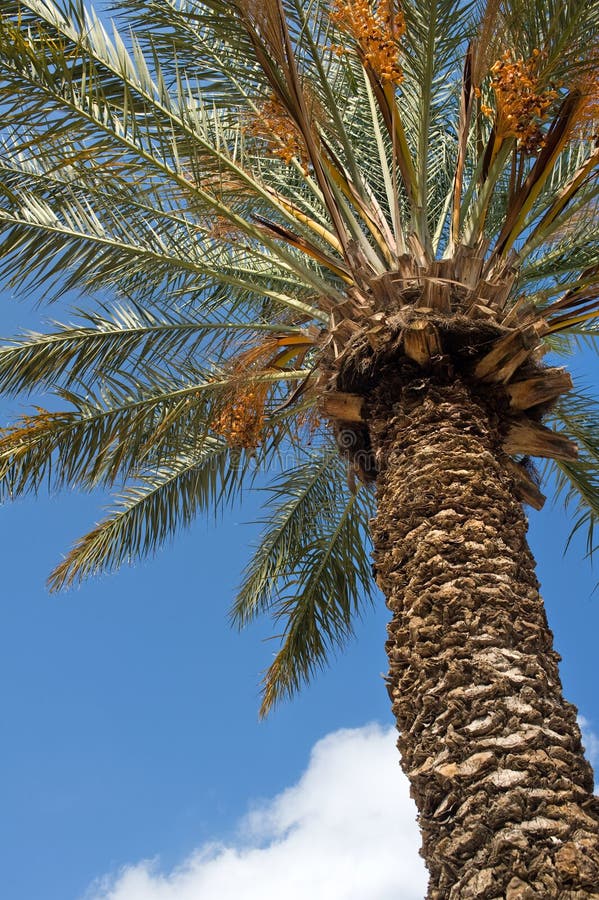 Palmier dattier image stock. Image of vert, verticale - 22150271