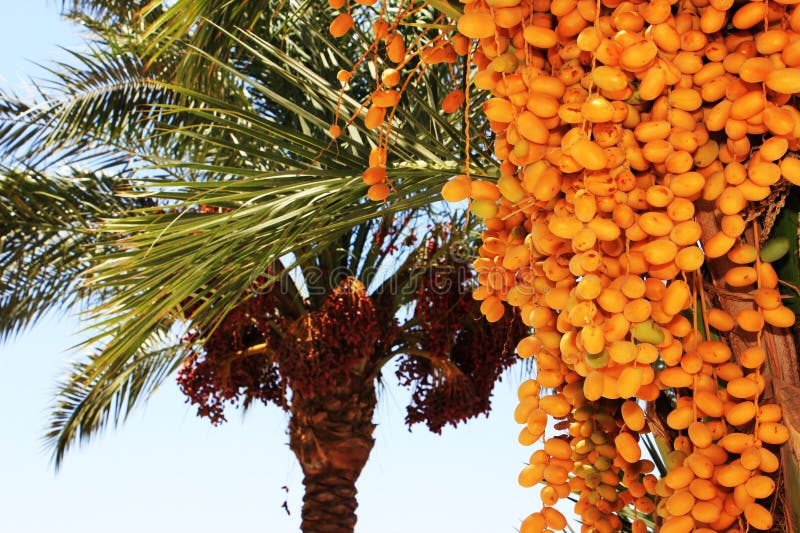 Fleur D'un Palmier Dattier. Photo stock - Image du paume, batterie: 5782262