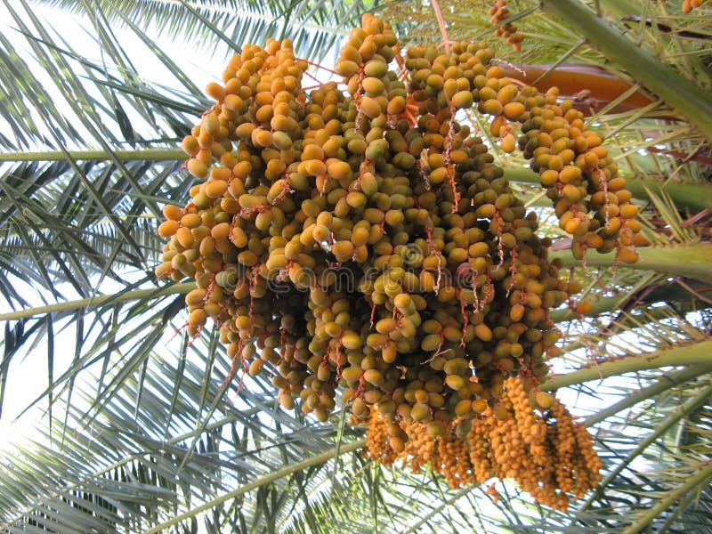 Palmier dattier photo stock. Image du paume, orange, vert - 49577044
