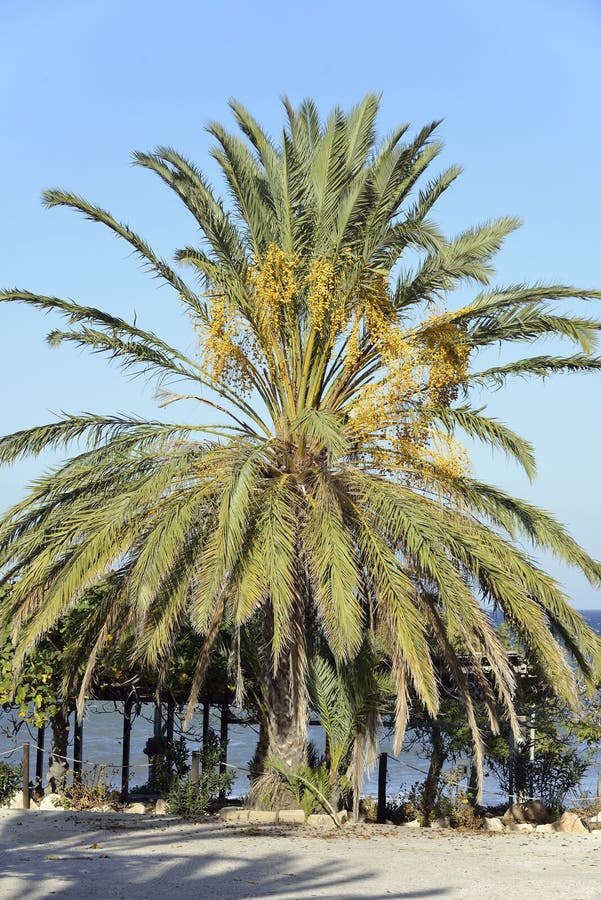 Plantation De Palmier Dattier Photo stock - Image du aube, culture ...