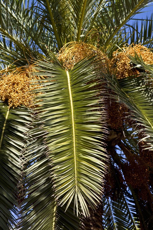 Palmier dattier photo stock. Image du bleu, dactyle, arbre - 7113462