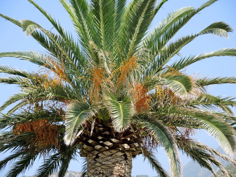 Palmier Dattier Avec Des Fruits Photo stock - Image du bâti, fruits ...