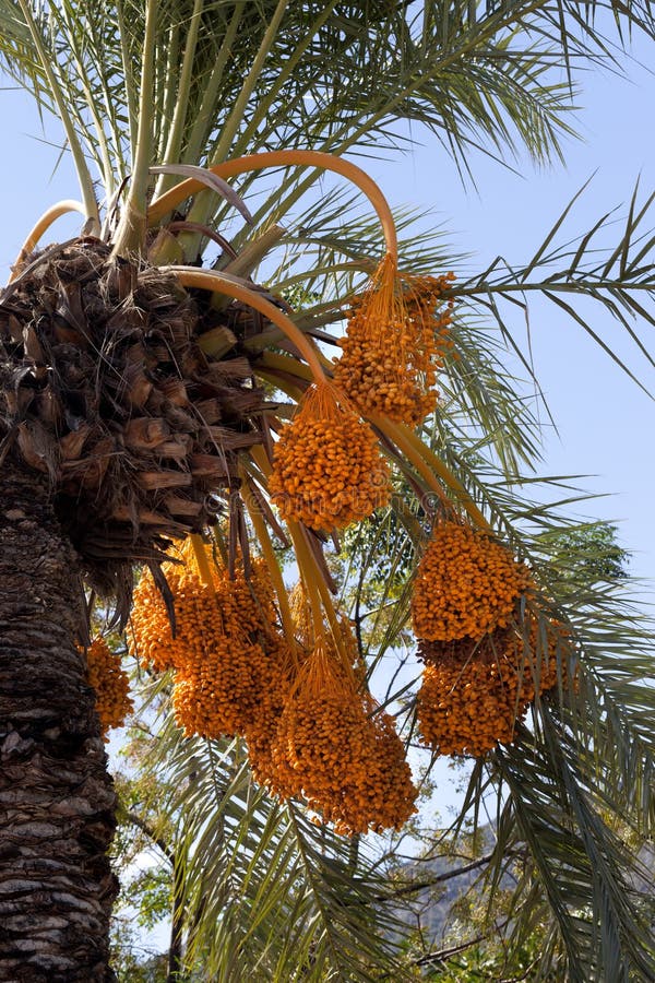 Moisson de dattes. image stock. Image du collecte, agriculture - 21242951