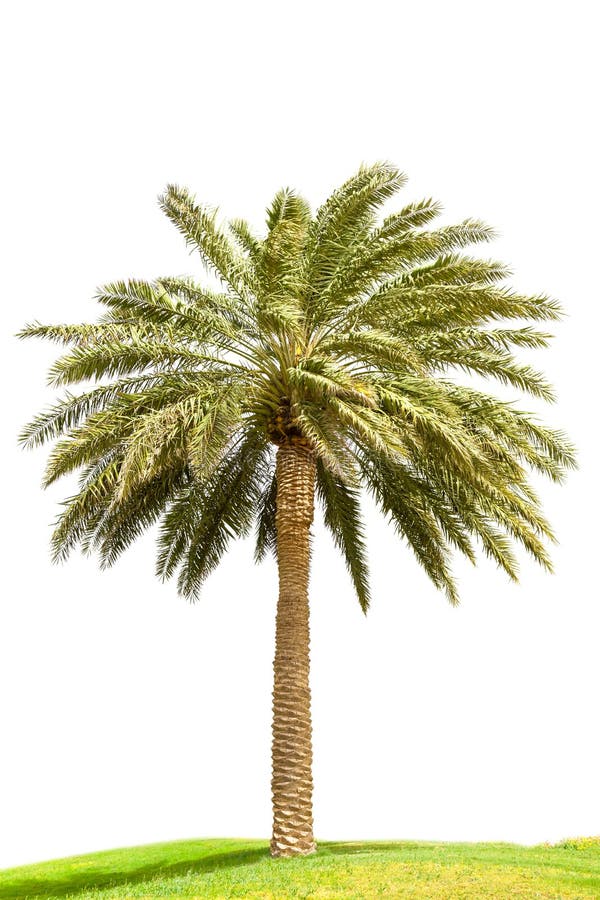 Palmier-dattier Avec L'herbe D'isolement Photo stock - Image du ...