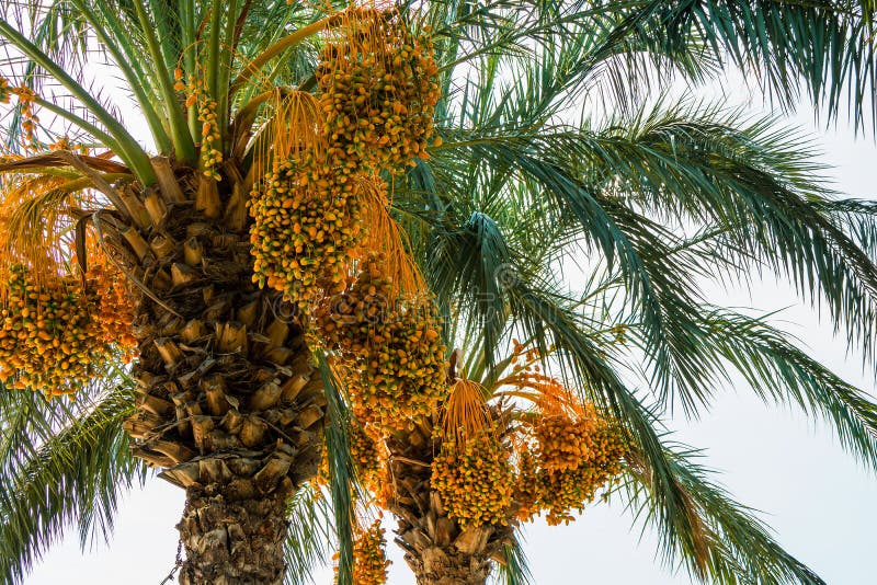 Palmier dattier image stock. Image du datte, sert, haut - 398631