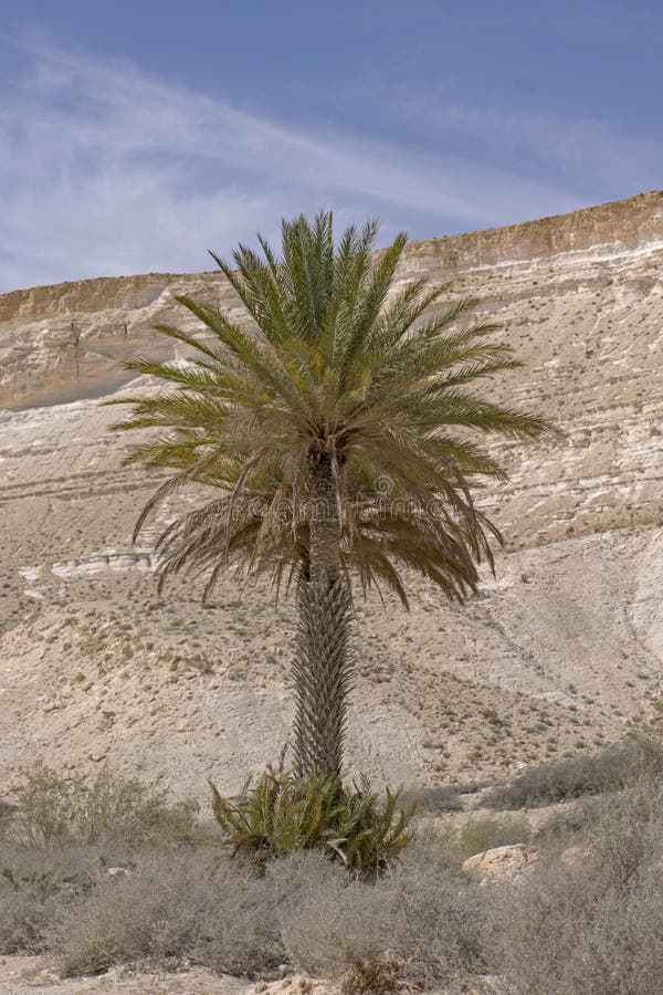 Oasis Avec Le Palmier Dattier Photos Stock - Téléchargez 16 Photos ...