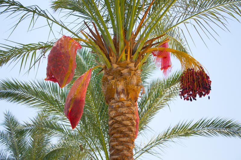 Palmier Dattier, Paume, Fleur, Usine Image stock - Image du batterie ...