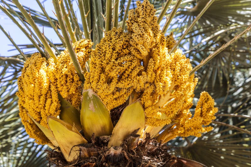 Palmier-dattier Avec Des Fleurs Et Des Bourgeons Image stock - Image du ...