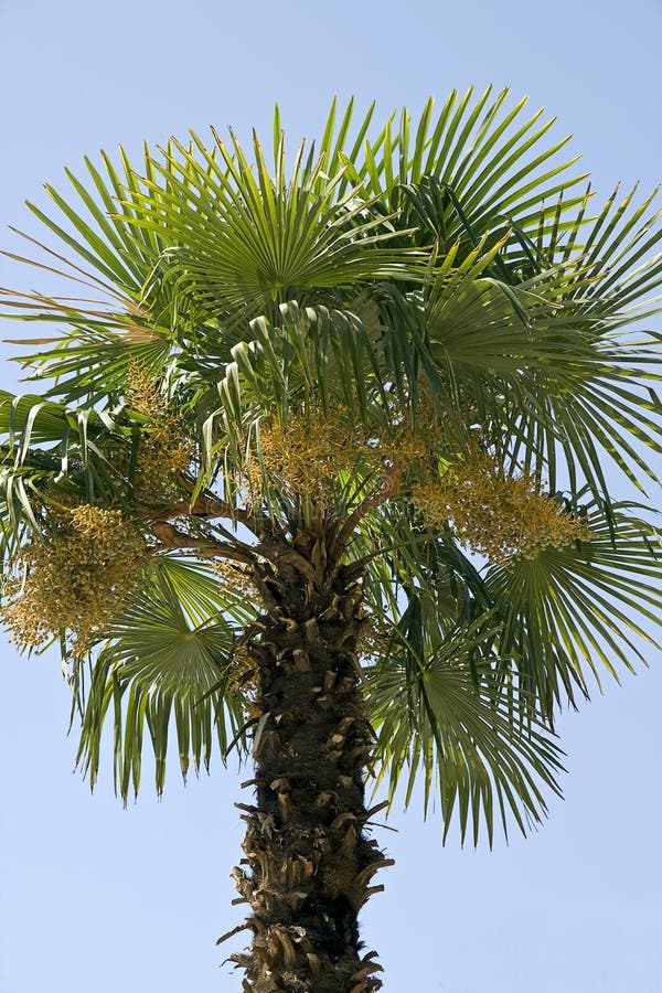 Palmier Dattier (Phoenix Dactylifera) Photo stock - Image du europe ...