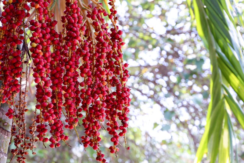 Graine de palmier image stock. Image du extérieur, sain - 38721955