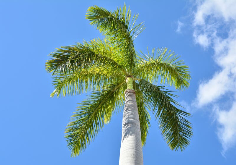 Palmier de palmier royal photo stock. Image du isolement - 32296686